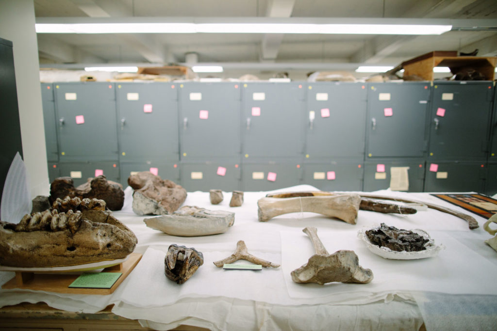 Collections - Buffalo Museum of Science
