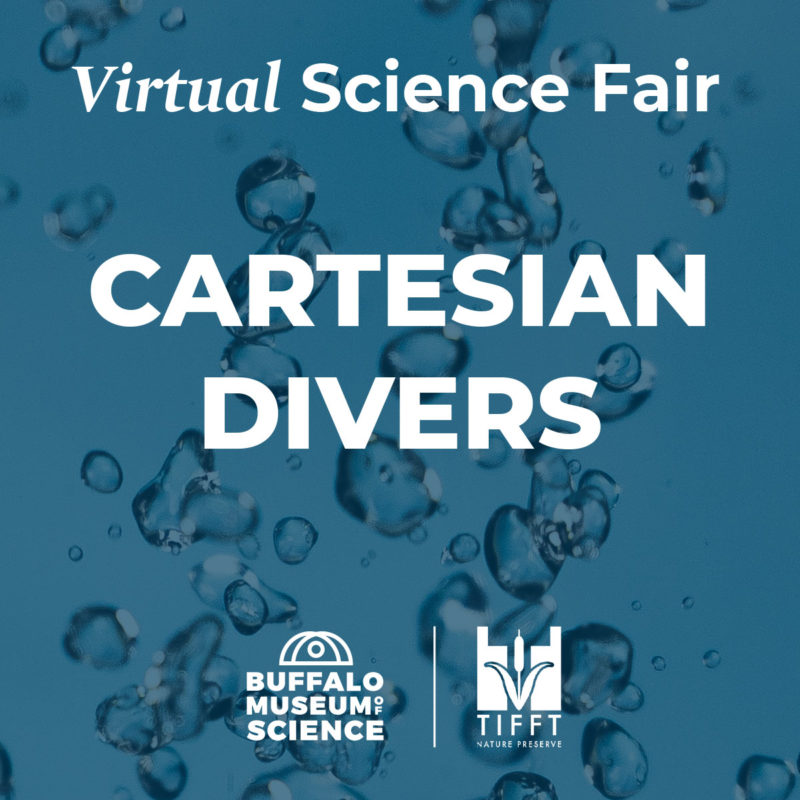 Virtual Science Fair Activities Archive - Page 6 of 7 - Buffalo Museum ...