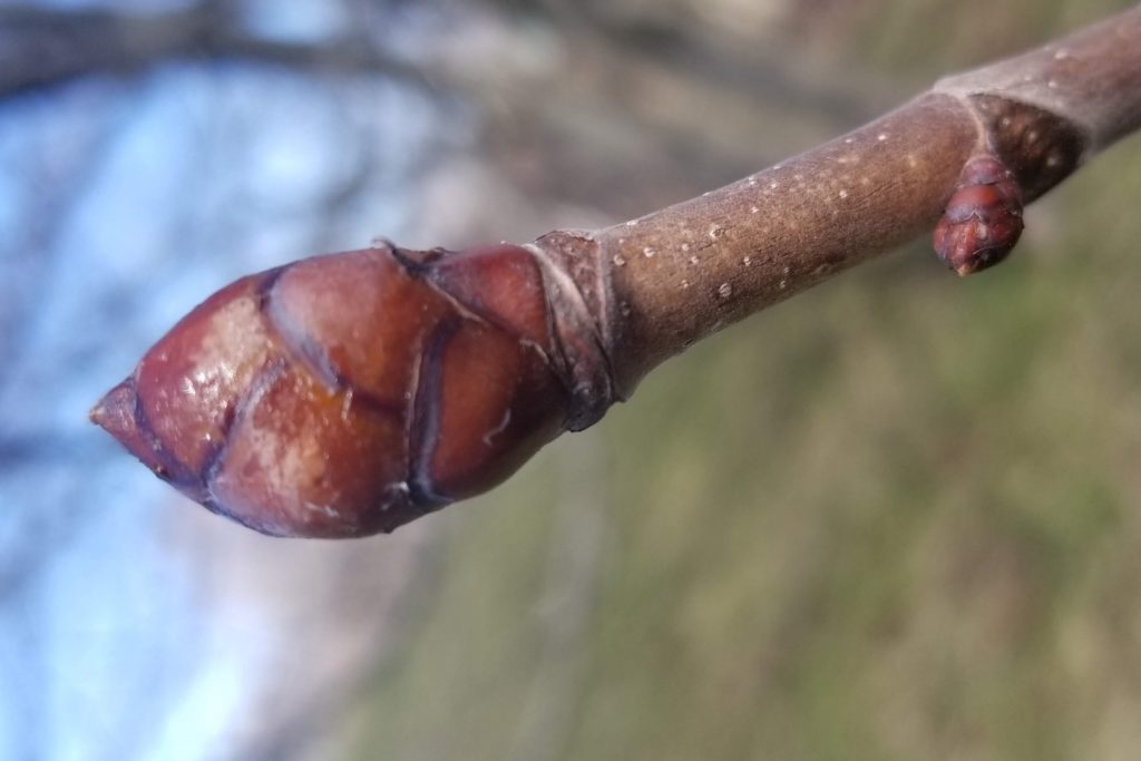 Best Buds - Buffalo Museum of Science