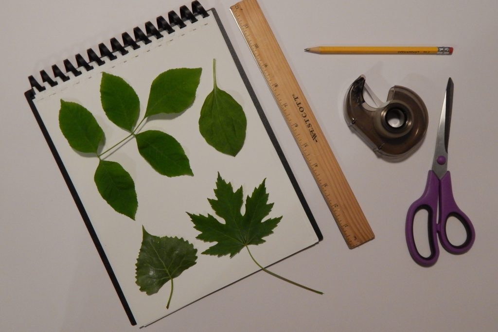 Leaf Symmetry - Buffalo Museum of Science