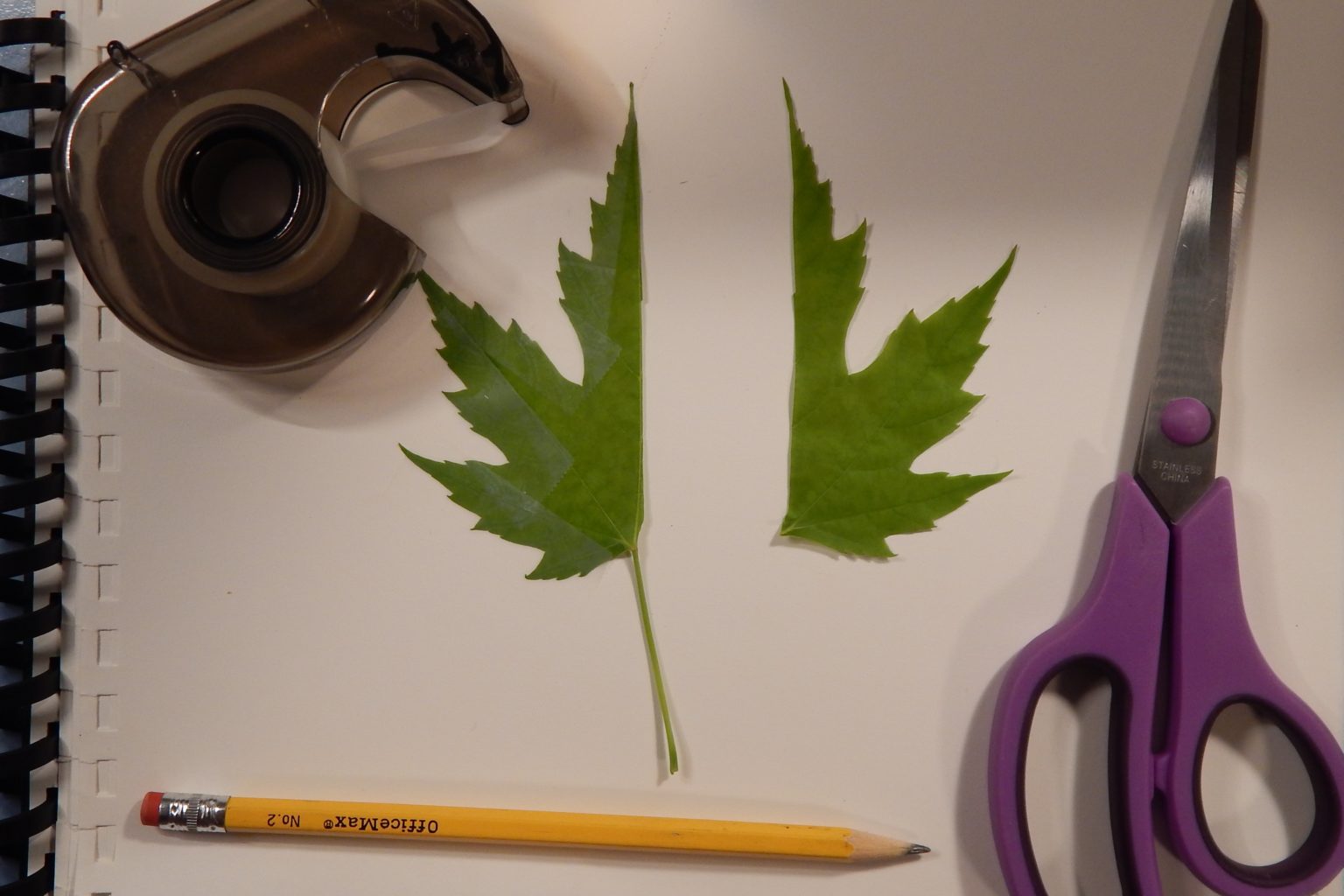 Leaf Symmetry - Buffalo Museum of Science