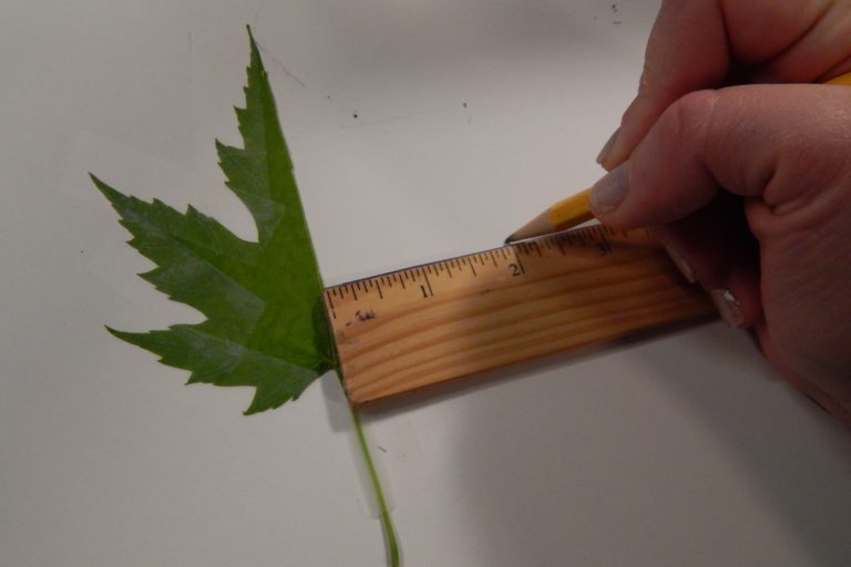 Leaf Symmetry - Buffalo Museum of Science
